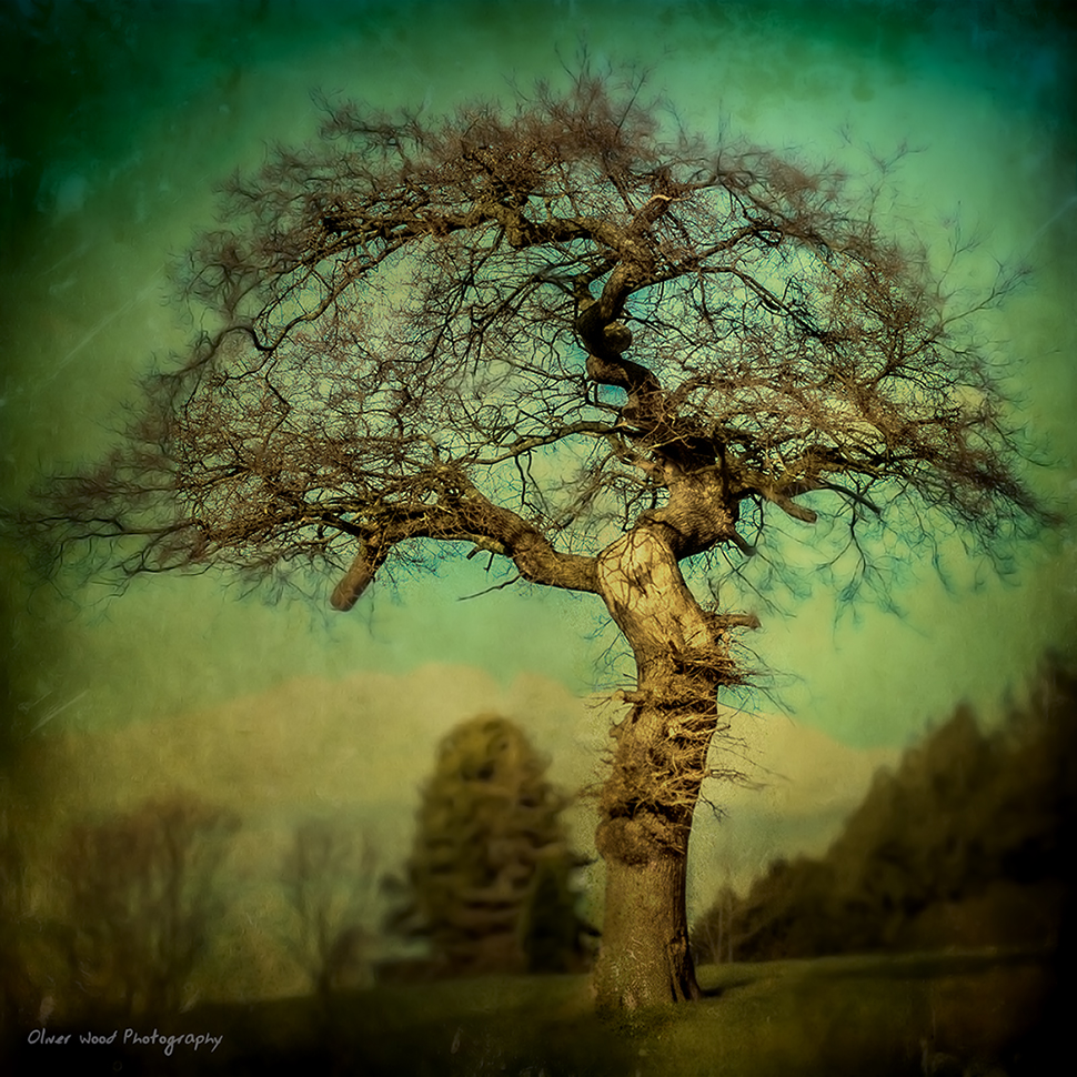 Twisted Oak – Prestbury | Oliver Wood Photography