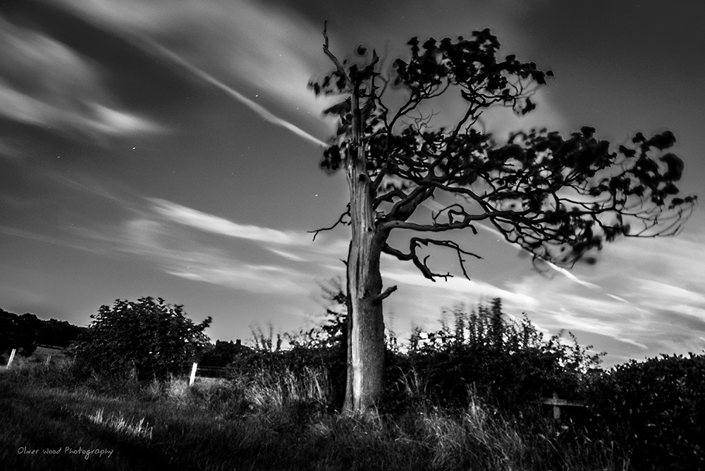 Lightning Tree | Oliver Wood Photography